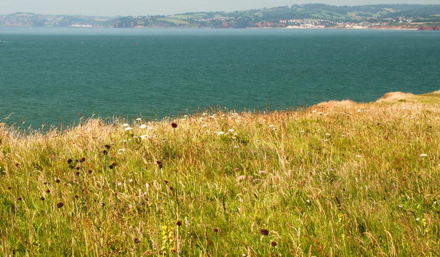 Orcombe Point - Visit South Devon