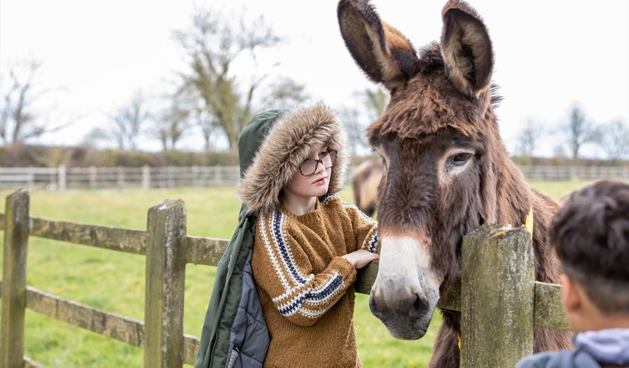 donkey sanctuary
