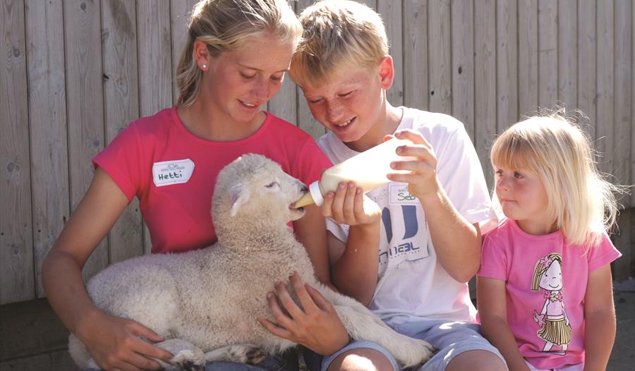 Pennywell Farm - Visit South Devon