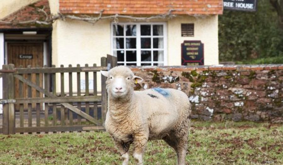 Broadclyst - Visit South Devon