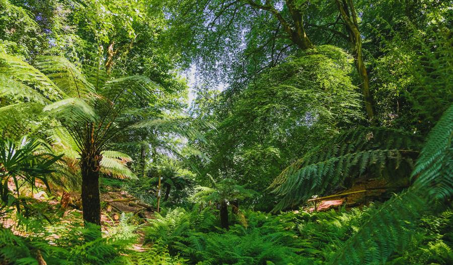 Canonteign Falls - Visit South Devon