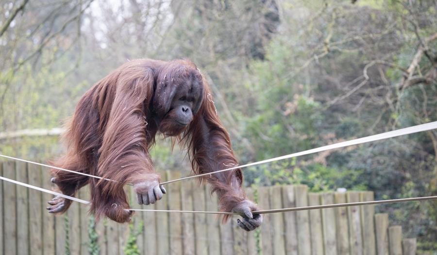 Paignton Zoo Environmental Park - Visit South Devon
