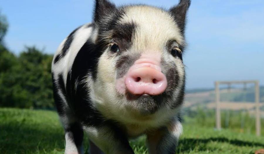 Pennywell Farm - Visit South Devon