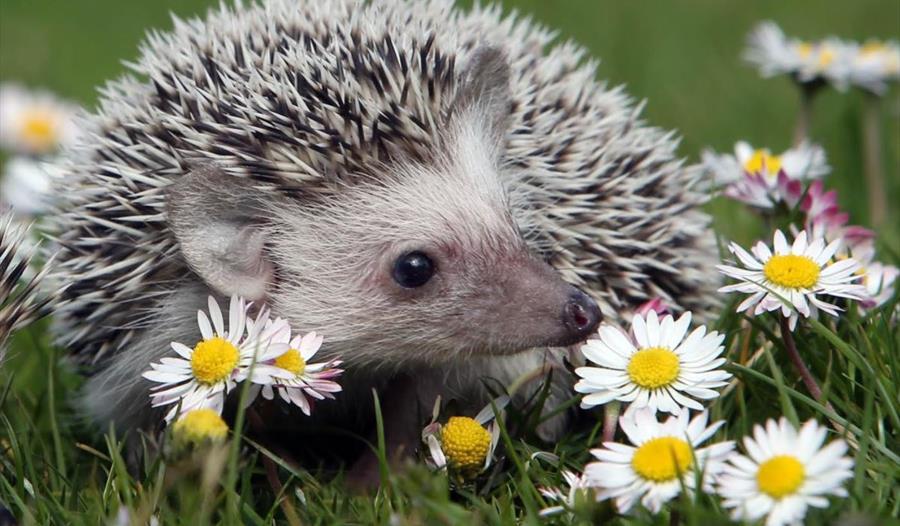 Pennywell Farm - Visit South Devon