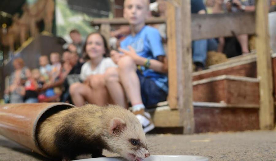 Pennywell Farm - Visit South Devon