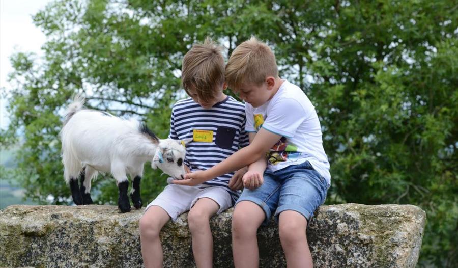 Pennywell Farm - Visit South Devon