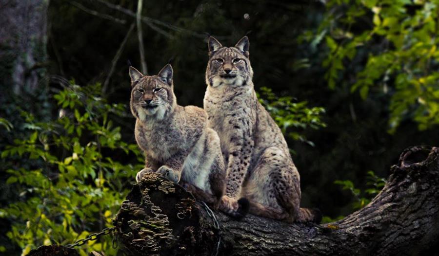 Wildwood Devon - Visit South Devon