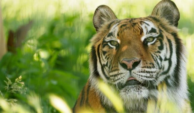 Wildheart Animal Sanctuary - Wildlife Centres & Nature Reserves in ...