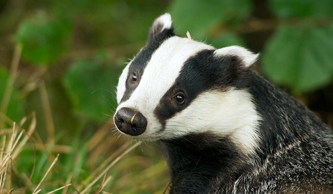 British Wildlife Centre - Animal Collection / Zoo in Lingfield ...