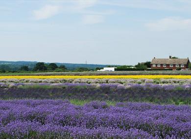 lavender fields surrey
