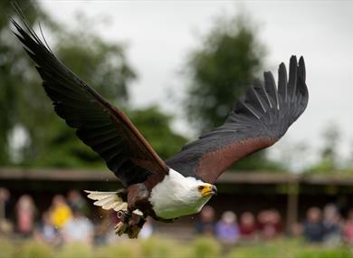 Hawk Conservancy Trust - Animal Collection / Zoo in Andover, Test ...