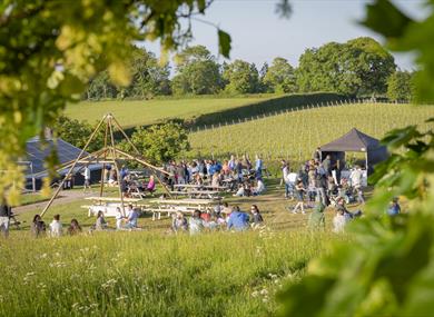 Albourne Estate Vineyard - Vineyard in Albourne, Brighton and Hove ...
