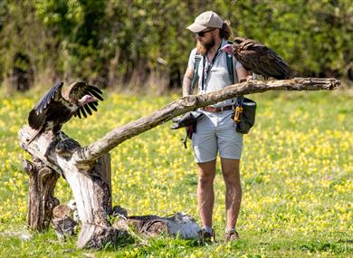 Hawk Conservancy Trust - Animal Collection / Zoo in Andover, Test ...