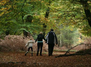 Burley - Towns & Villages in Burley, New Forest - Visit South East England