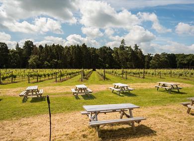 Oaken Grove Vineyard - Vineyard in Henley-on-Thames, Oxfordshire ...
