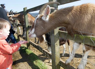 Kent Life Heritage Farm Park - Farm in MAIDSTONE, Maidstone - Visit ...