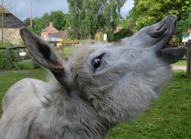 Kent Life Heritage Farm Park - Farm in MAIDSTONE, Maidstone - Visit ...