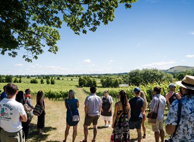 Albourne Estate Vineyard - Vineyard in Albourne, Brighton and Hove ...