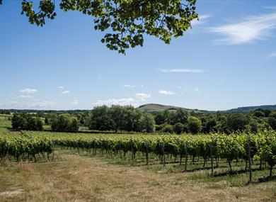 Albourne Estate Vineyard - Vineyard in Albourne, Brighton and Hove ...