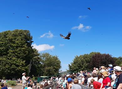 Hawk Conservancy Trust - Animal Collection / Zoo in Andover, Test ...