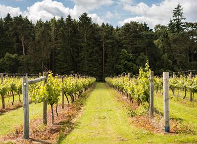 Oaken Grove Vineyard - Vineyard in Henley-on-Thames, Oxfordshire ...