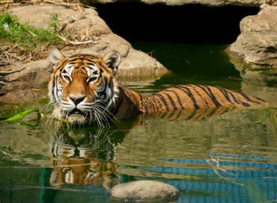Wildheart Animal Sanctuary - Wildlife Centres & Nature Reserves in ...