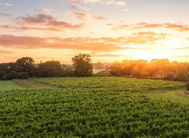 Oaken Grove Vineyard - Vineyard in Henley-on-Thames, Oxfordshire ...