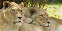 Wildheart Animal Sanctuary - Wildlife Centres & Nature Reserves in ...