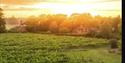 Oaken Grove Vineyard - Vineyard in Henley-on-Thames, Oxfordshire ...