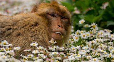 Trentham Monkey Forest - Visit Stoke