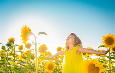 Summer in Surrey - Things to do this summer in Surrey