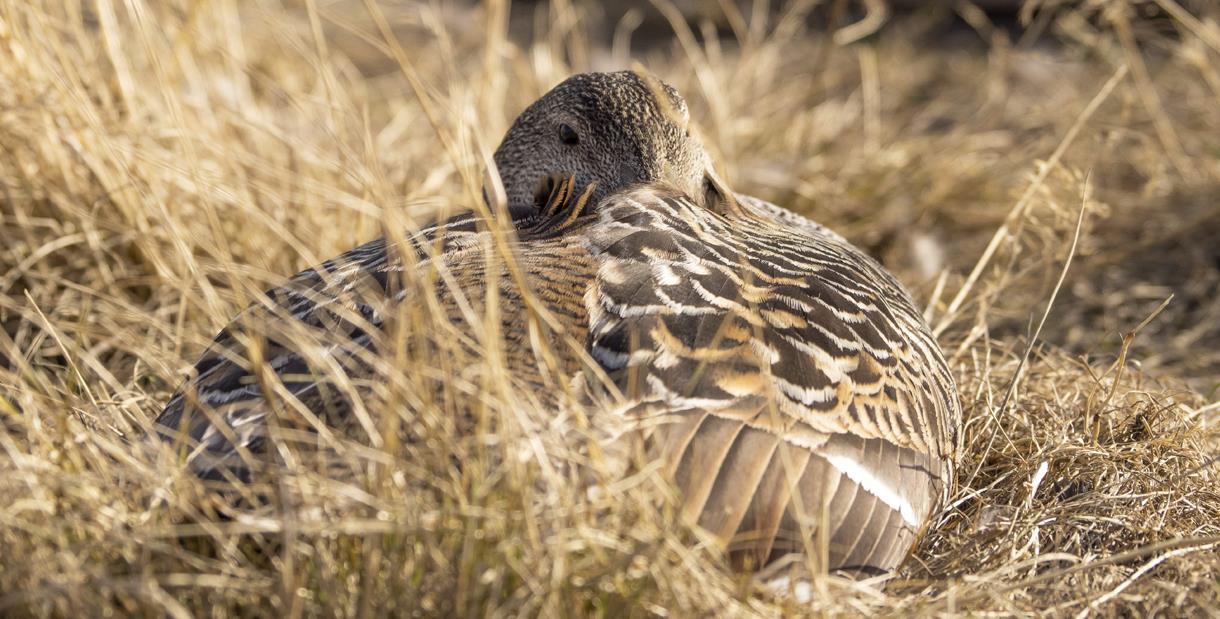 Climate change in Svalbard - Visit Svalbard