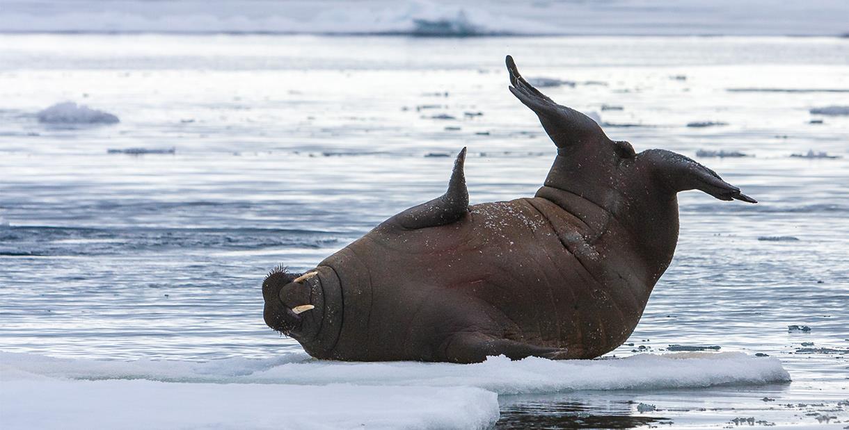The walruses of Svalbard - Visit Svalbard
