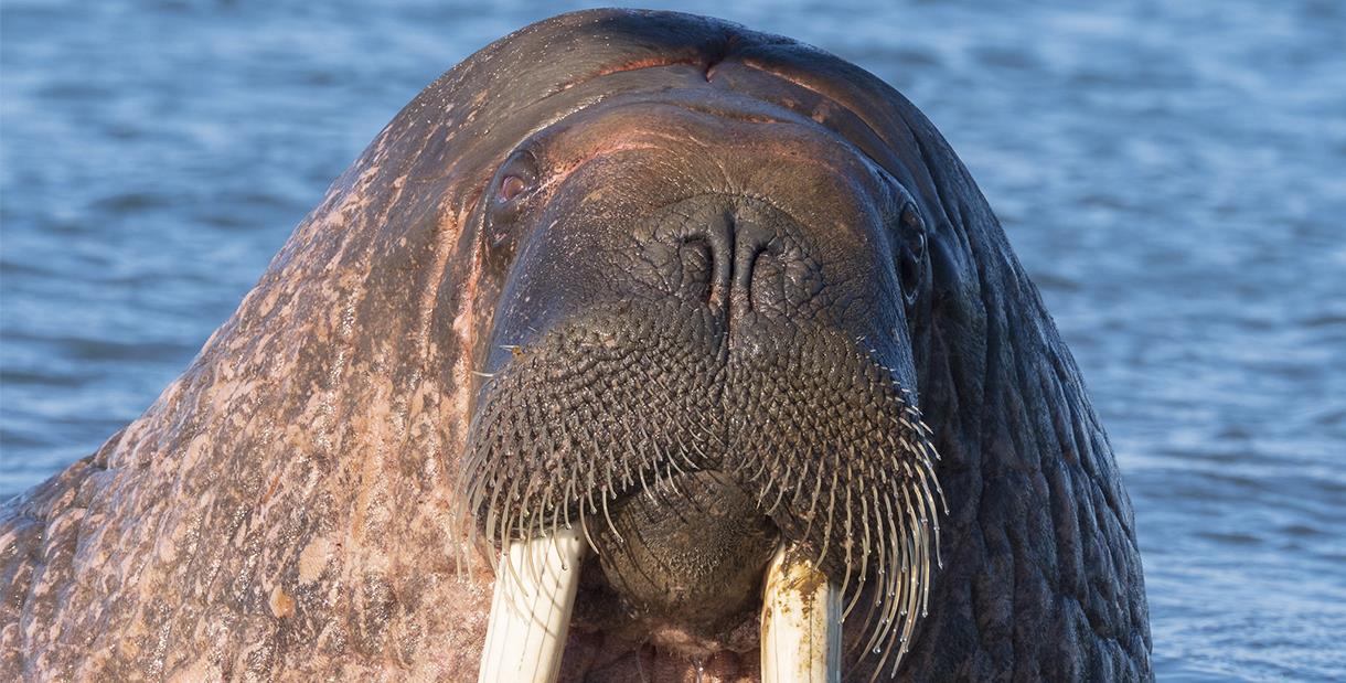 The walruses of Svalbard - Visit Svalbard