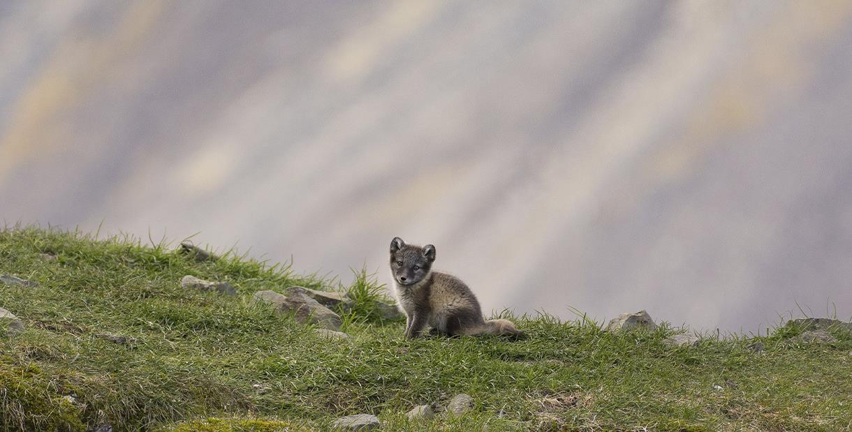 The Arctic Foxes of Svalbard - Visit Svalbard