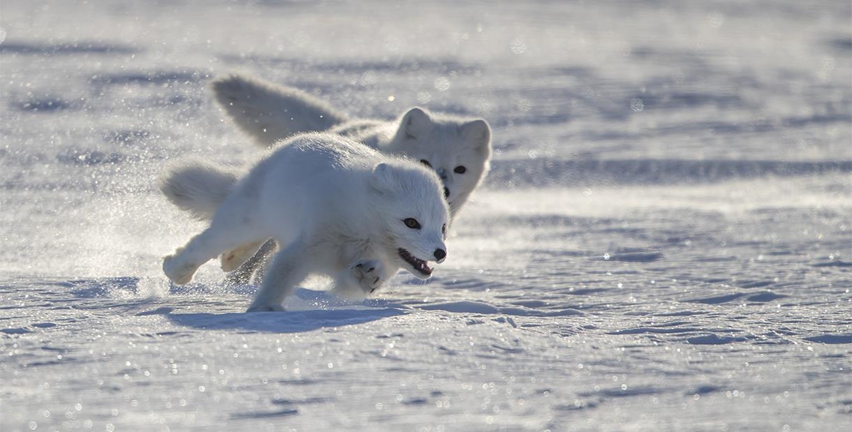 The Arctic Fox in Svalbard - Visit Svalbard