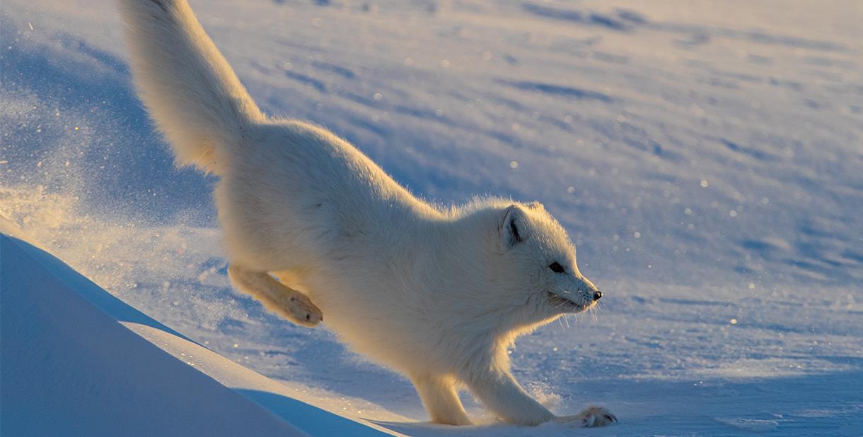 The Arctic Foxes of Svalbard - Visit Svalbard