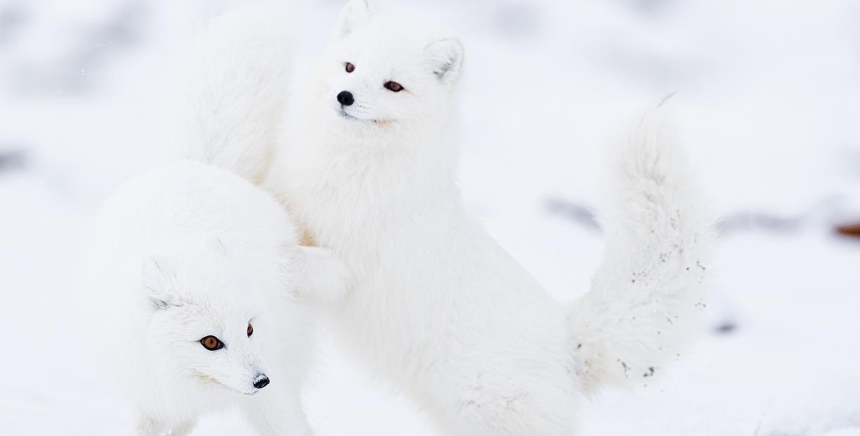 The Arctic Foxes of Svalbard - Visit Svalbard