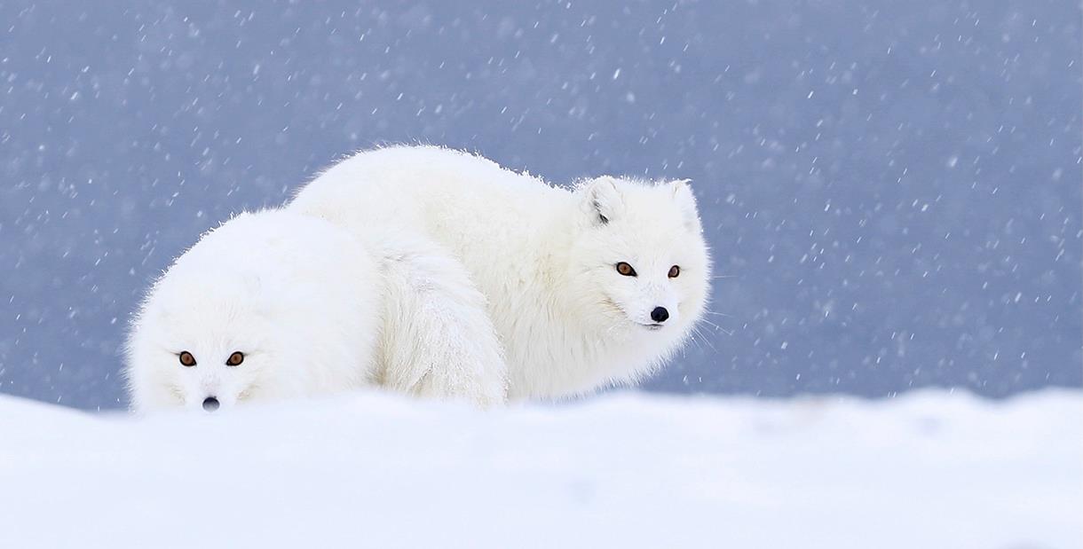 The Arctic Foxes of Svalbard - Visit Svalbard