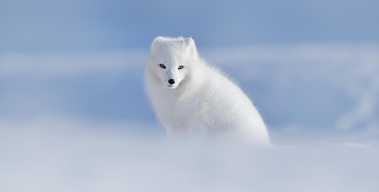 The Arctic Foxes of Svalbard - Visit Svalbard