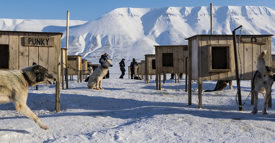 Meet the dogs of Svalbard