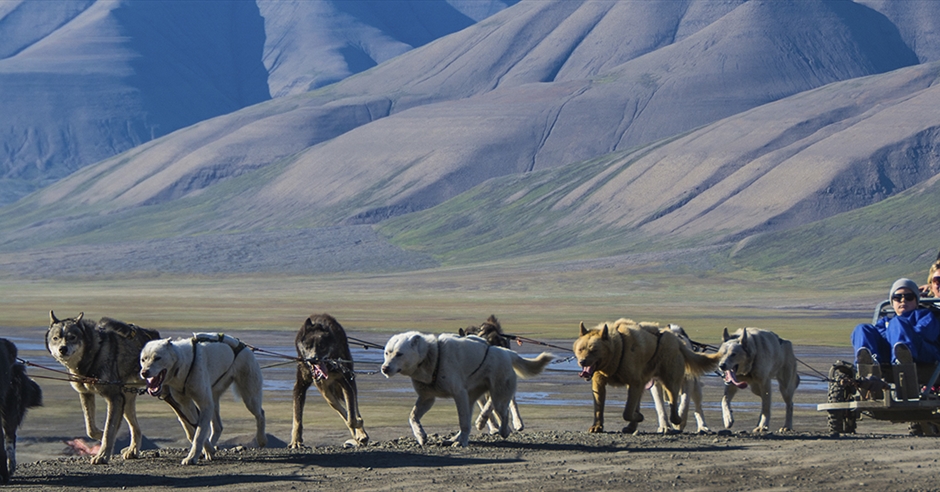 Meet the dogs of Svalbard