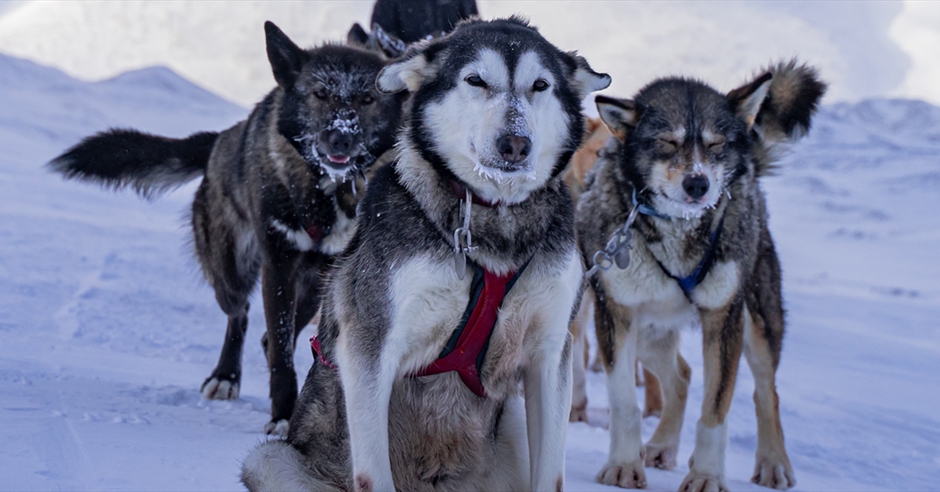 Meet the dogs of Svalbard