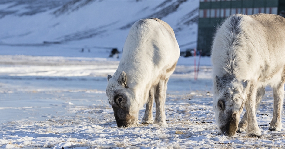 Experience Svalbard and Longyearbyen with a good conscience! - Visit ...
