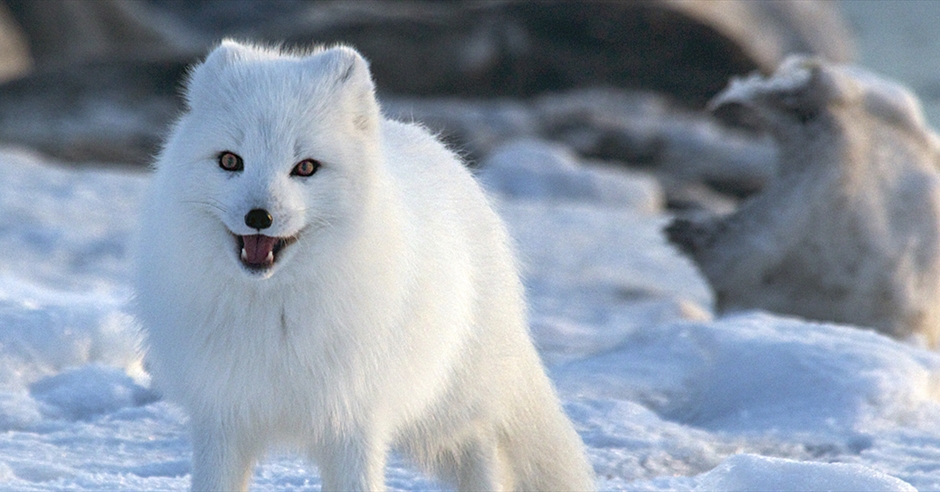 Welcome to the High Arctic of Svalbard! - Visit Svalbard