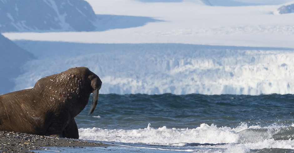 Polar summer | Visit Svalbard