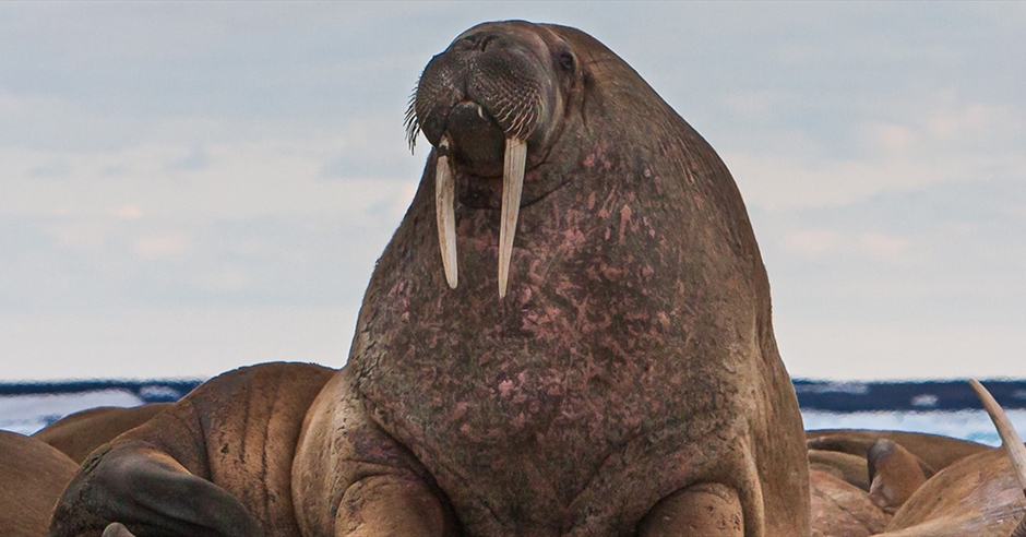 The walruses of Svalbard - Visit Svalbard