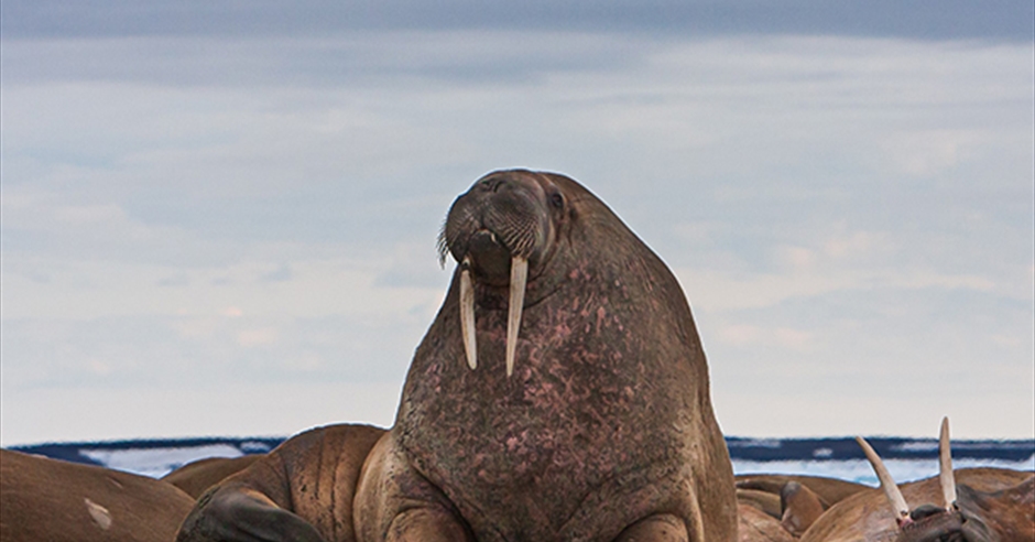 The walruses of Svalbard - Visit Svalbard