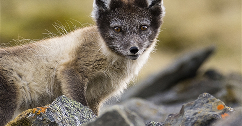 The Arctic Fox in Svalbard - Visit Svalbard