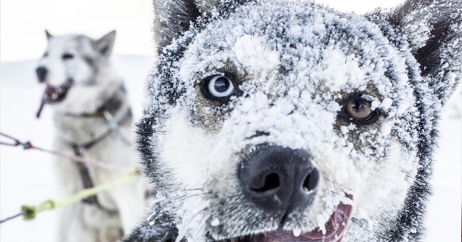 Meet the dogs of Svalbard